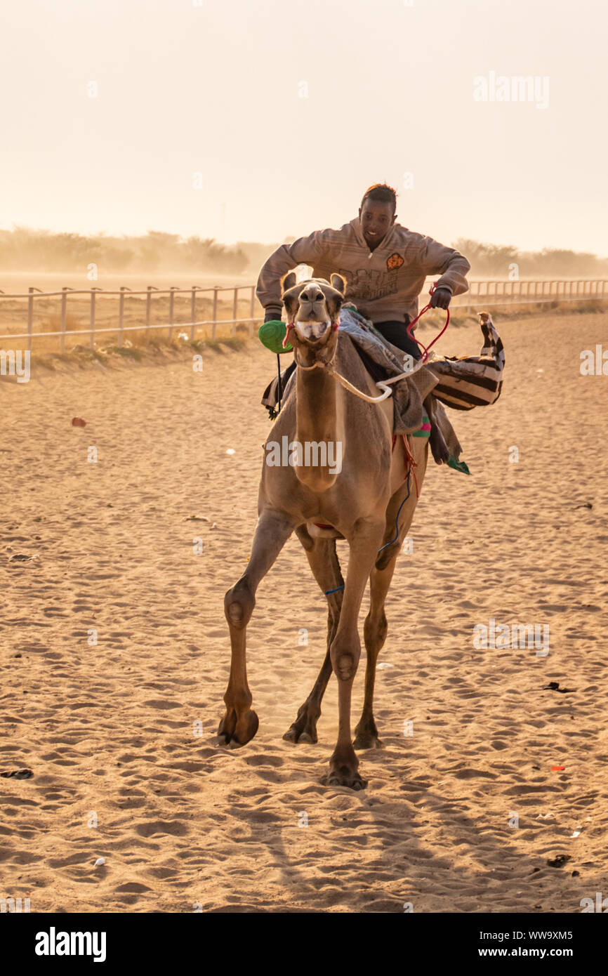 Camel Racing in Taif, Saudi Arabia Stock Photo - Alamy