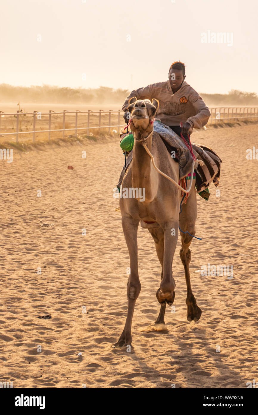 Camel Racing in Taif, Saudi Arabia Stock Photo - Alamy