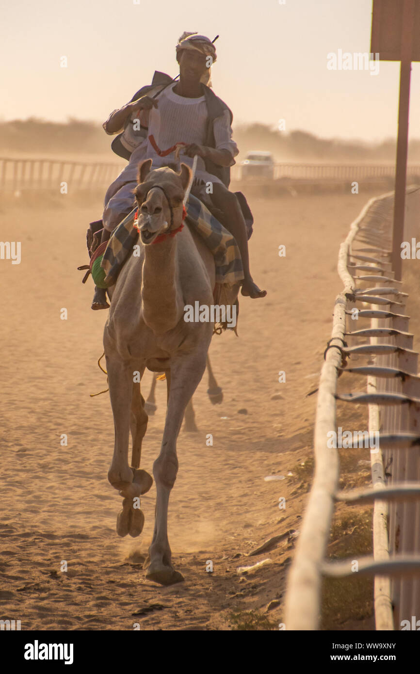 Camel Racing in Taif, Saudi Arabia Stock Photo - Alamy