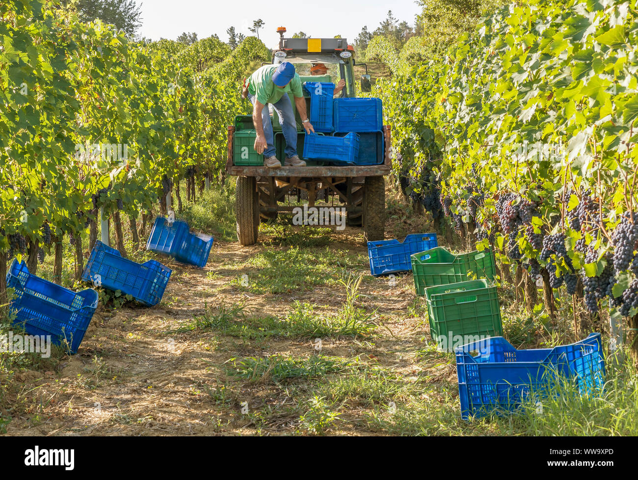 The distribution of colored boxes for harvesting bunches of black ...