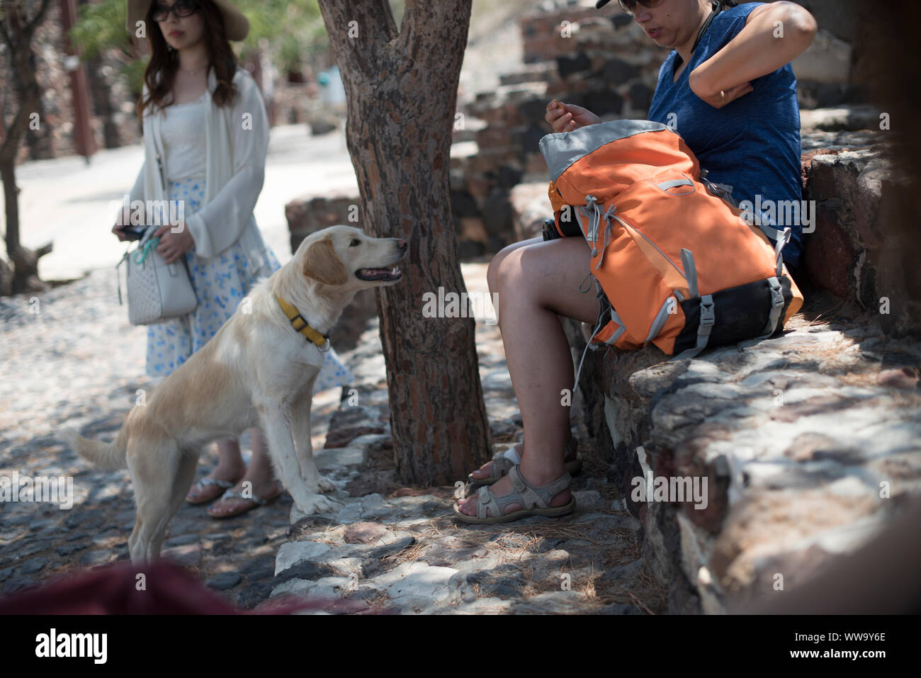 Akrotiri dog hi-res stock photography and images - Alamy