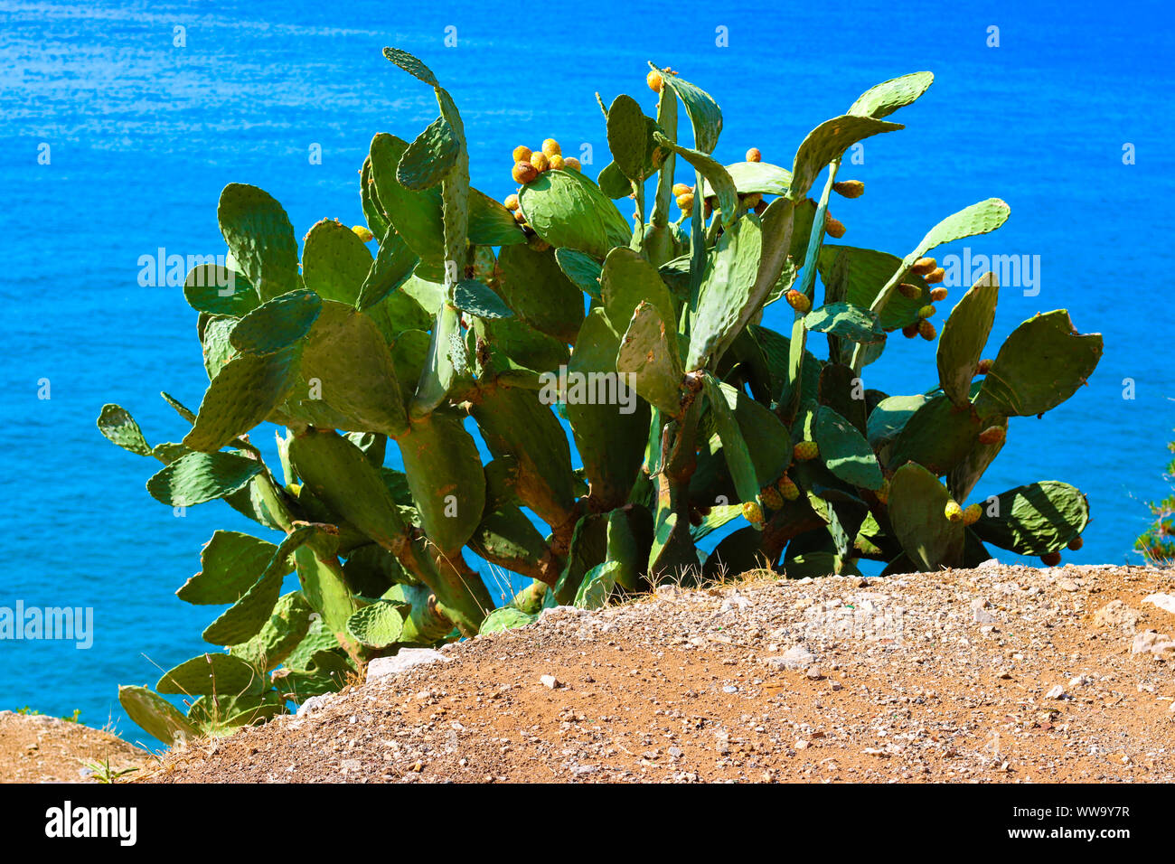 cactus with Ocean background Stock Photo - Alamy