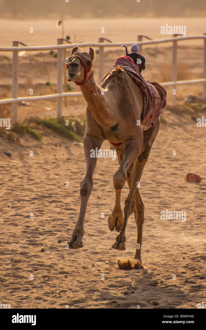 Camel Racing in Taif, Saudi Arabia Stock Photo - Alamy
