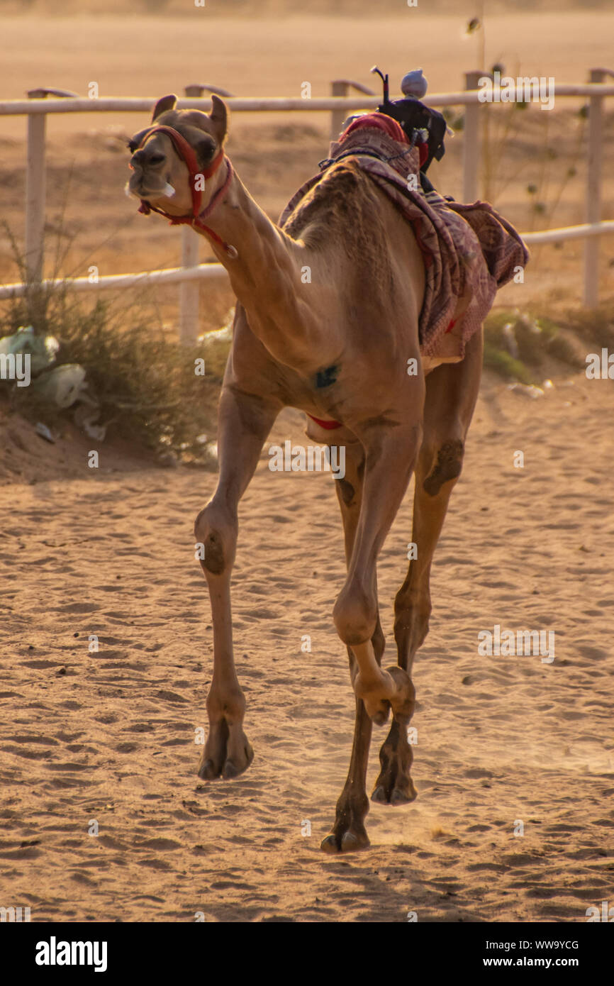 Camel Racing in Taif, Saudi Arabia Stock Photo - Alamy