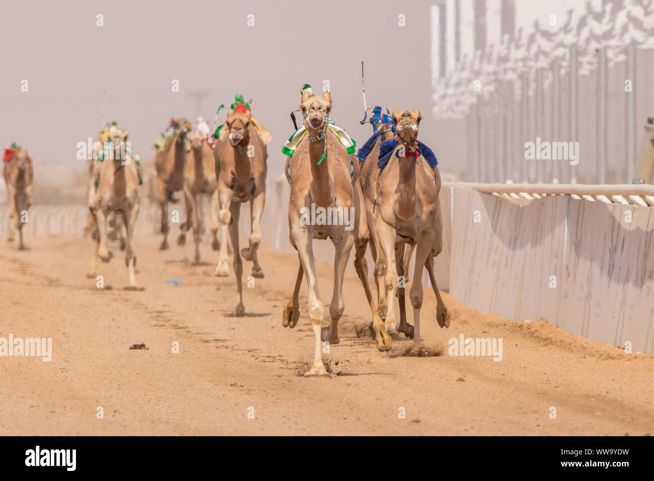 Camel Racing in Taif, Saudi Arabia Stock Photo - Alamy