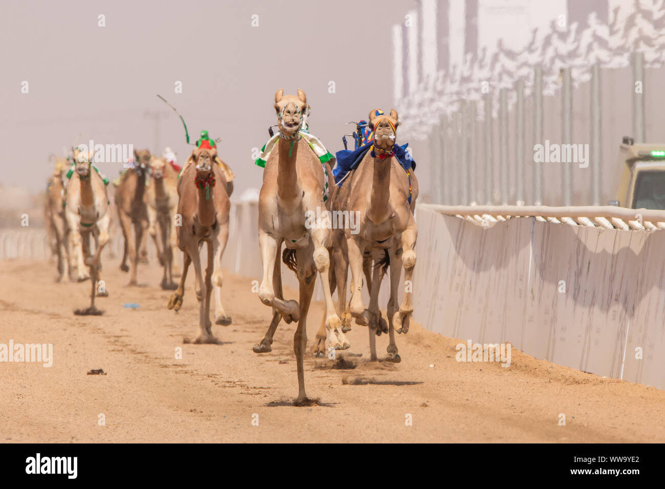 Camel Racing in Taif, Saudi Arabia Stock Photo - Alamy