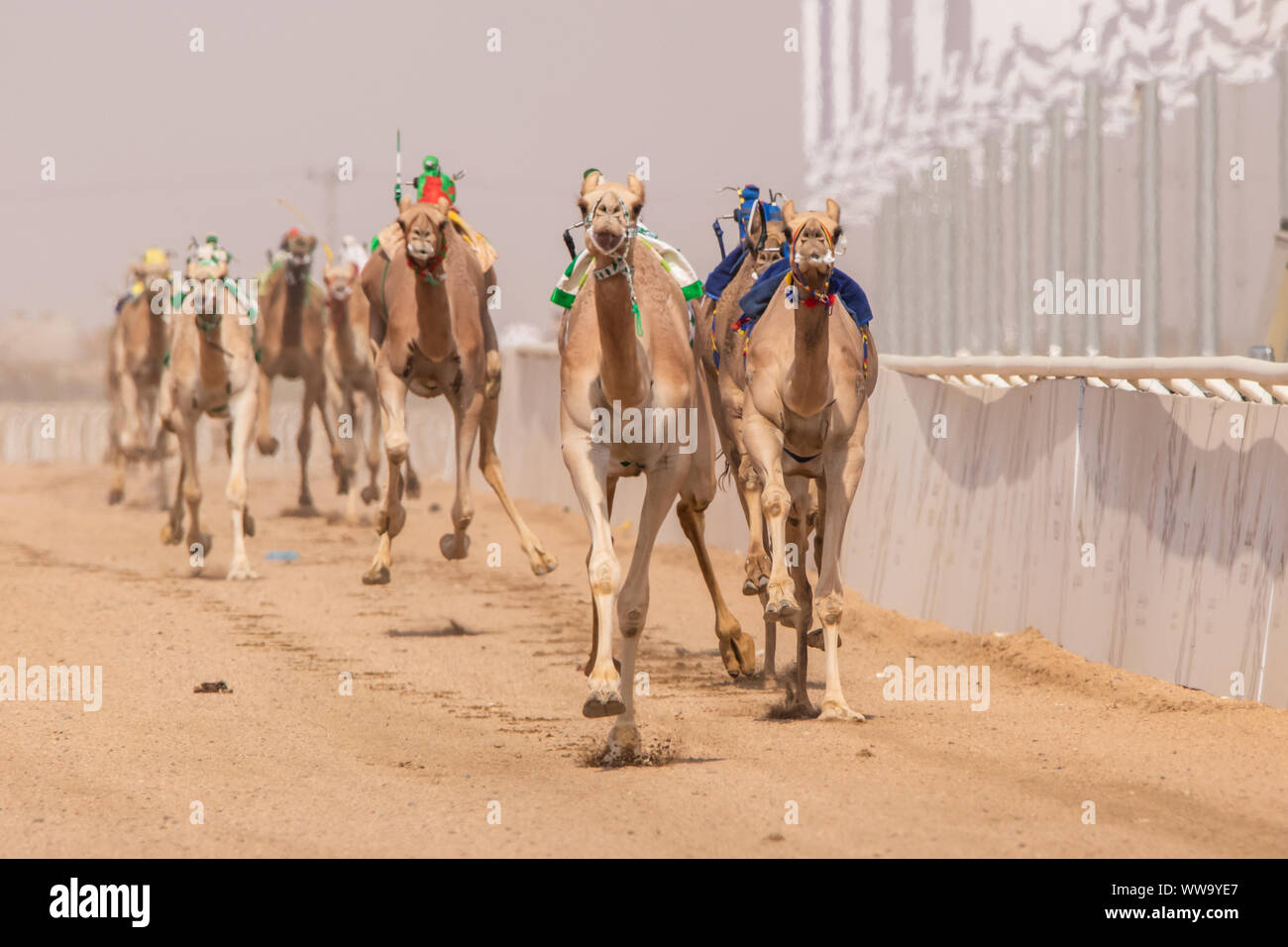 Camel Racing in Taif, Saudi Arabia Stock Photo - Alamy