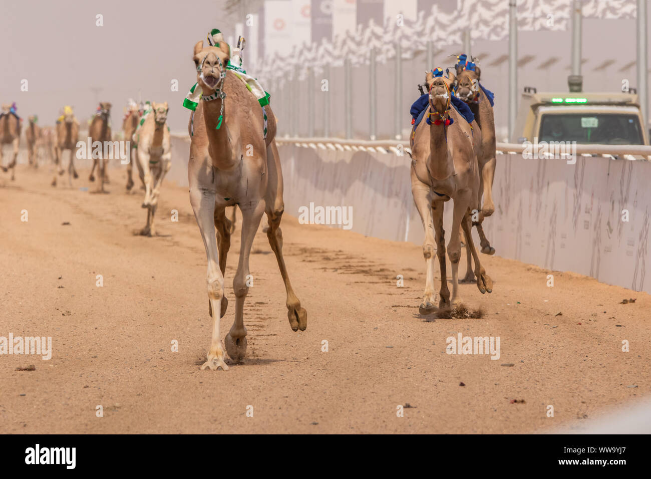 Camel Racing in Taif, Saudi Arabia Stock Photo - Alamy