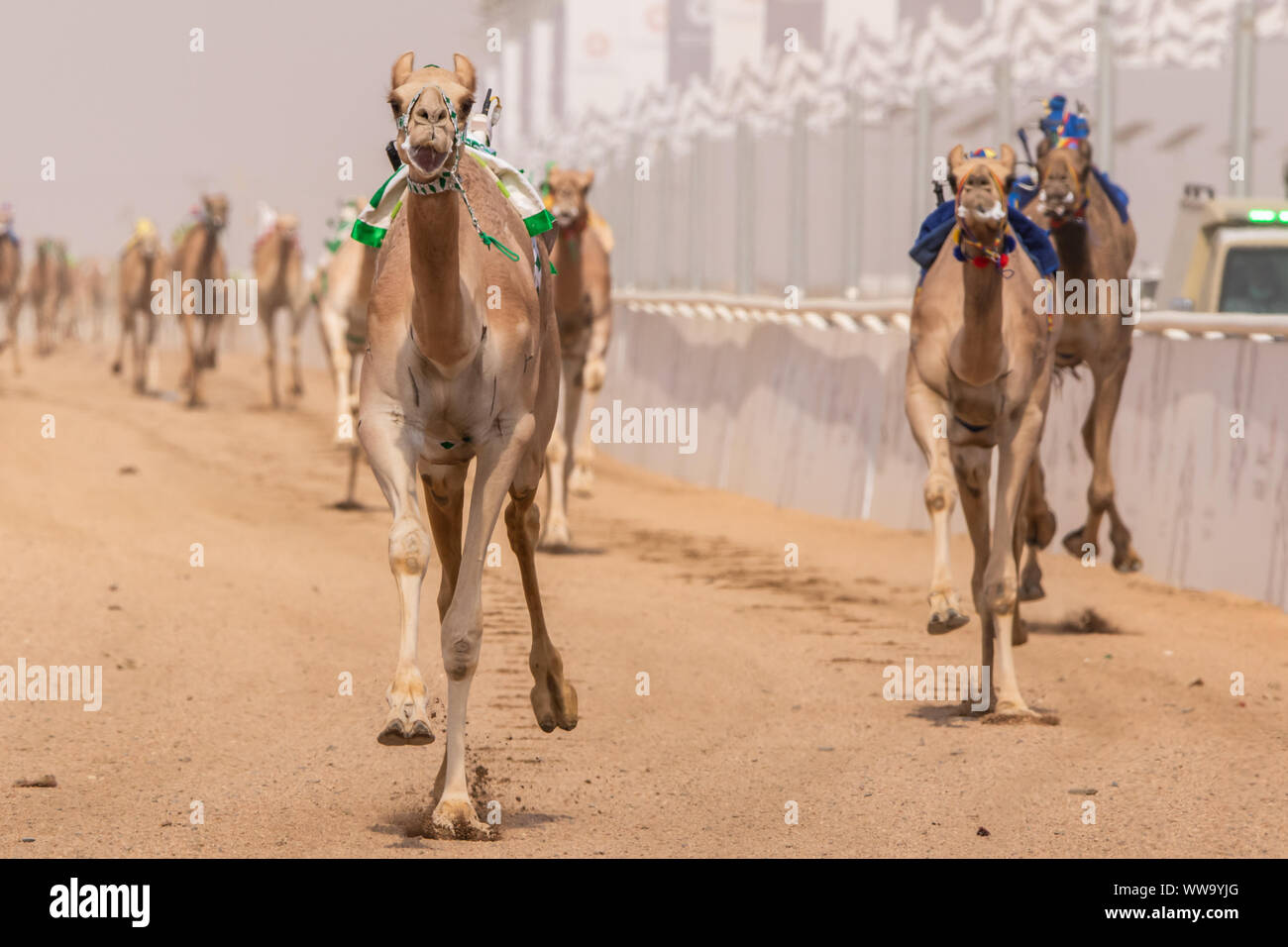 Camel Racing in Taif, Saudi Arabia Stock Photo - Alamy