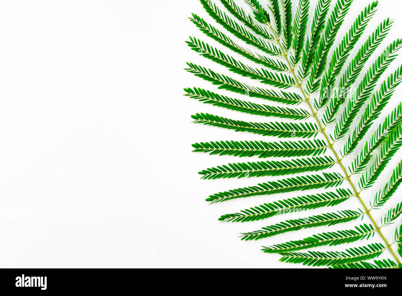 Tree leaves with blank space and forming figures Stock Photo - Alamy