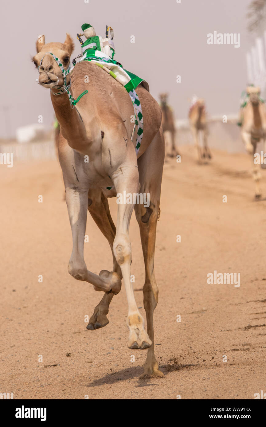 Camel Racing in Taif, Saudi Arabia Stock Photo - Alamy