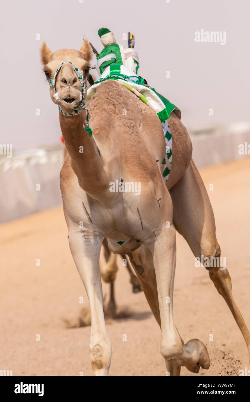 Camel Racing in Taif, Saudi Arabia Stock Photo - Alamy