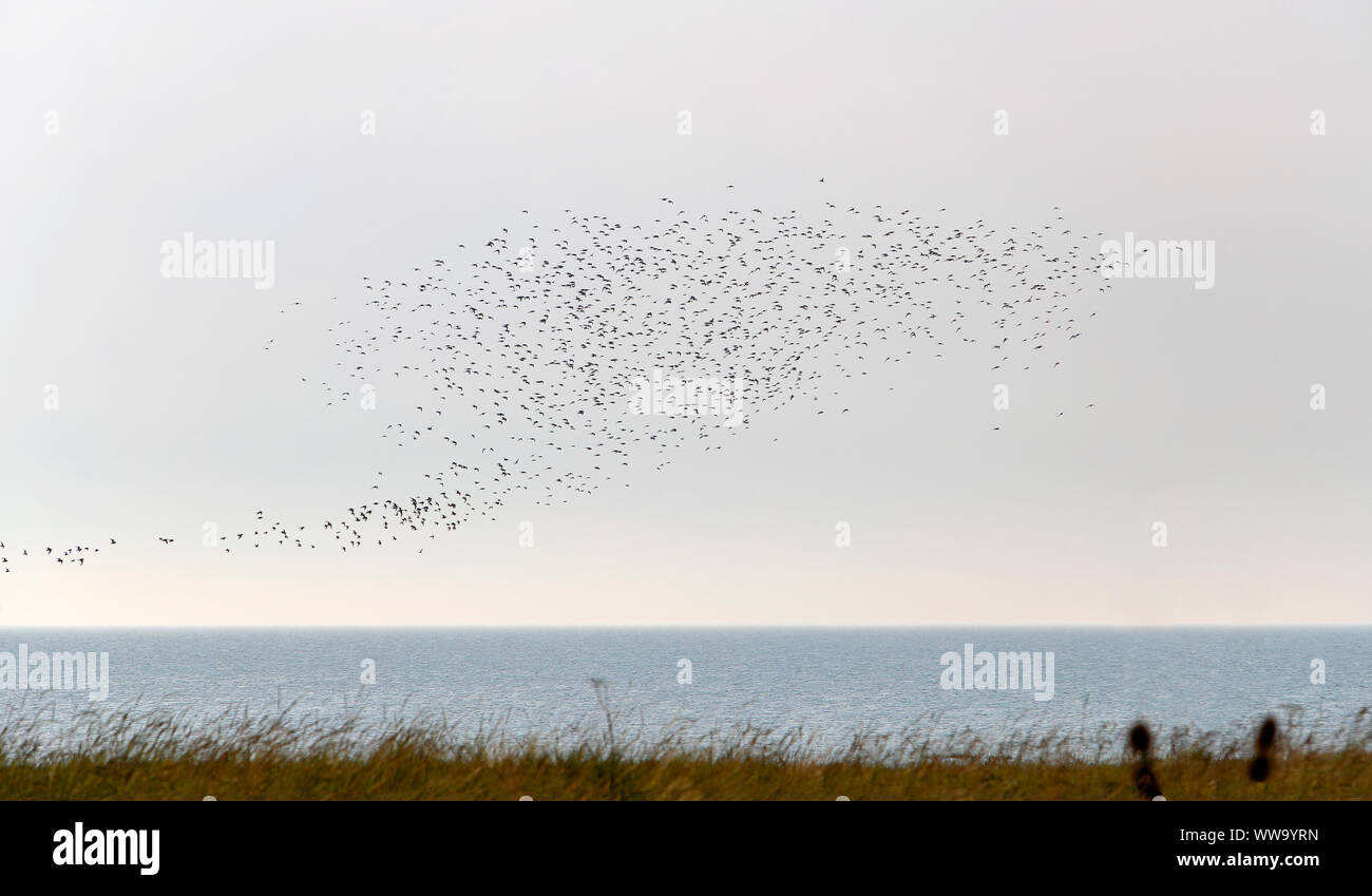 A Murmuration of Dunlin(Calidris alpina) flying over Spurn nature ...