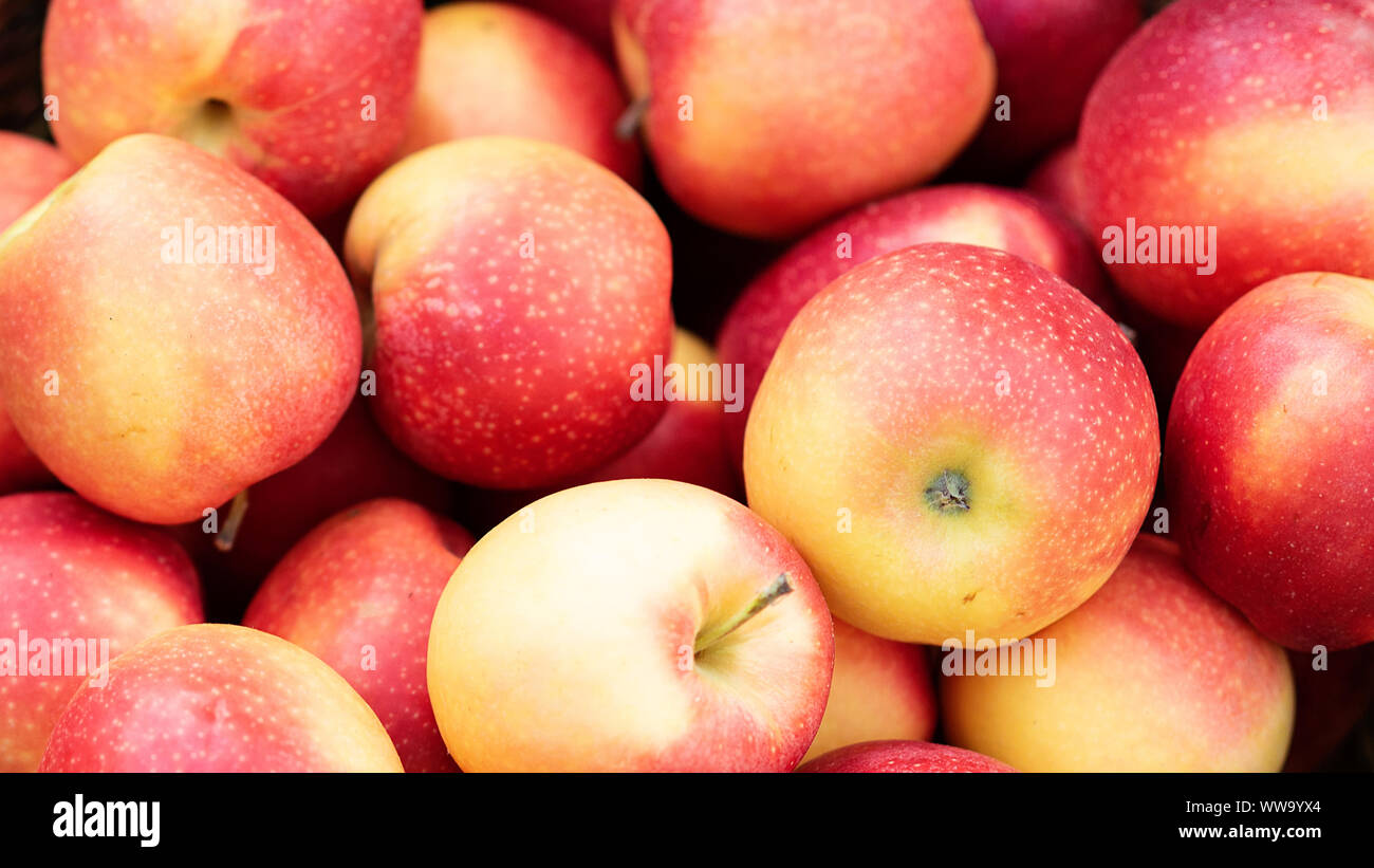 Apple harvest. Ripe red apples background. Agriculture and gardening ...