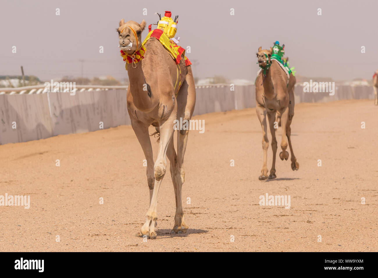 Camel Racing in Taif, Saudi Arabia Stock Photo - Alamy
