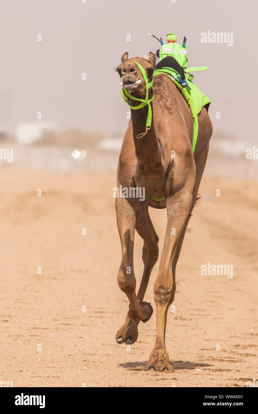 Camel Racing in Taif, Saudi Arabia Stock Photo - Alamy