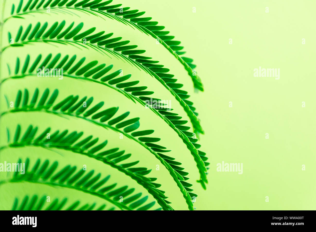 Tree leaves with blank space and forming figures Stock Photo - Alamy