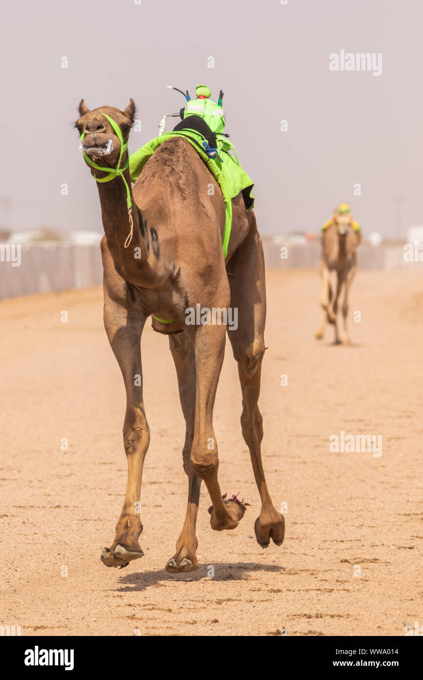 Camel Racing in Taif, Saudi Arabia Stock Photo - Alamy