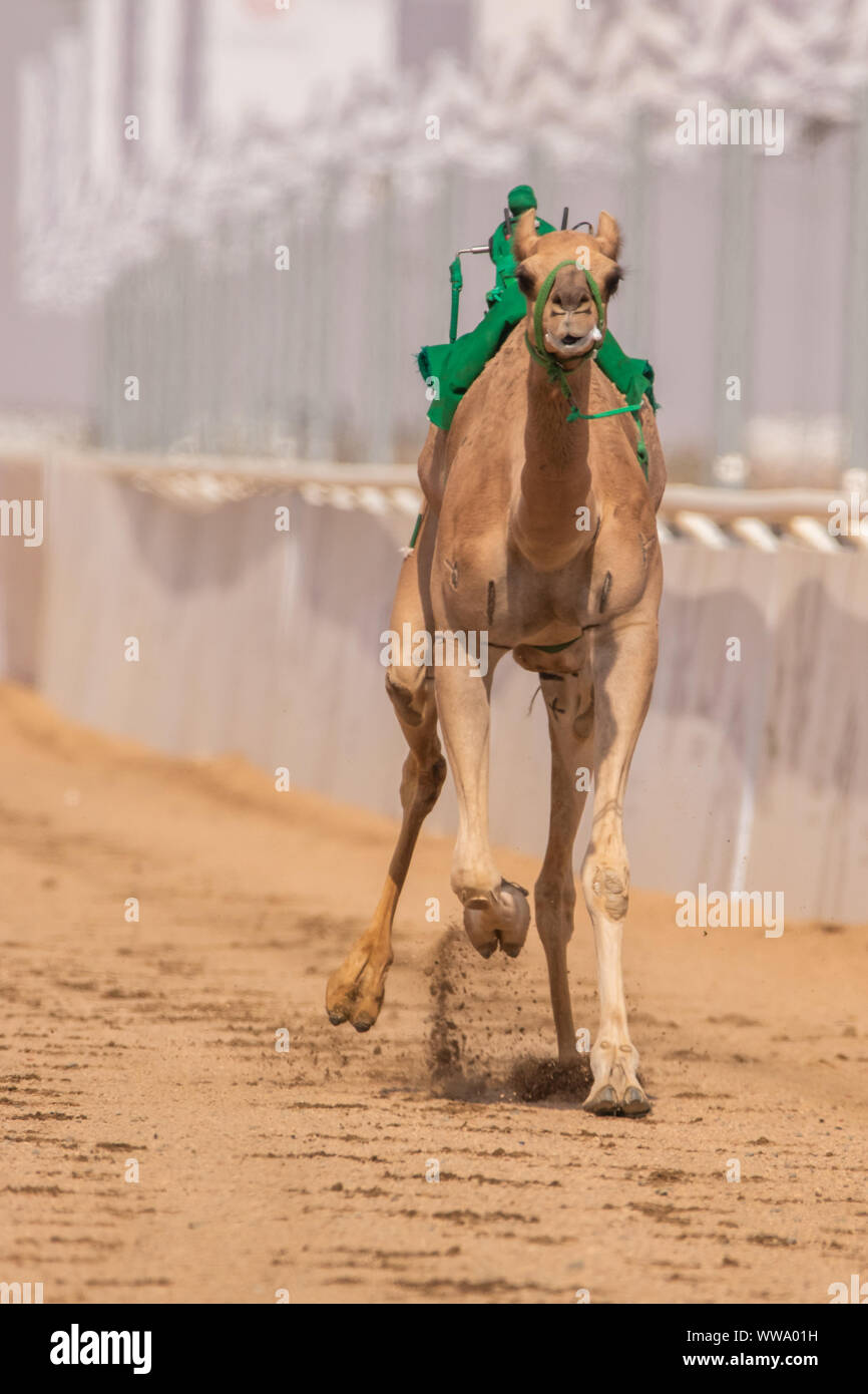 Camel Racing in Taif, Saudi Arabia Stock Photo - Alamy