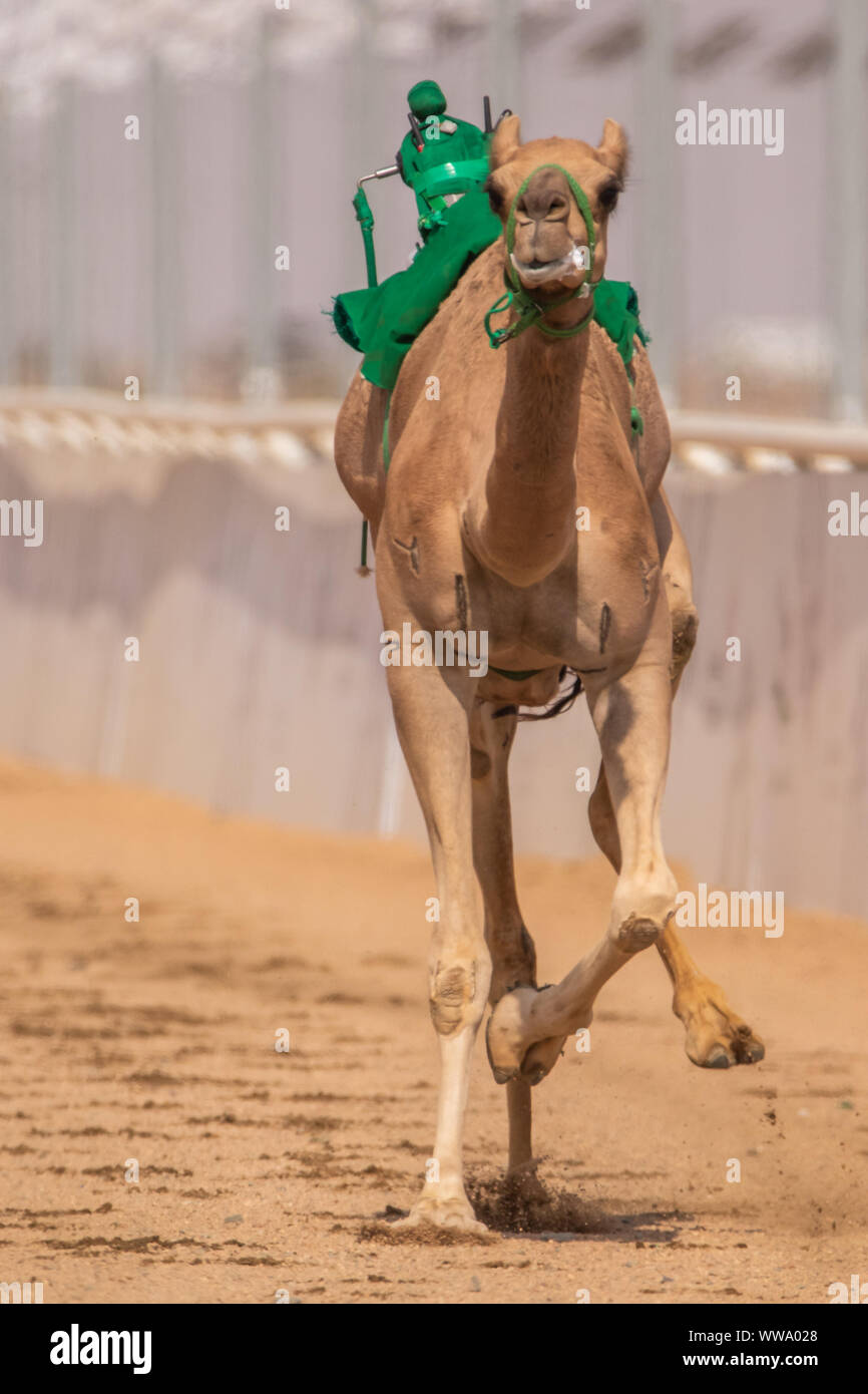 Camel Racing in Taif, Saudi Arabia Stock Photo - Alamy