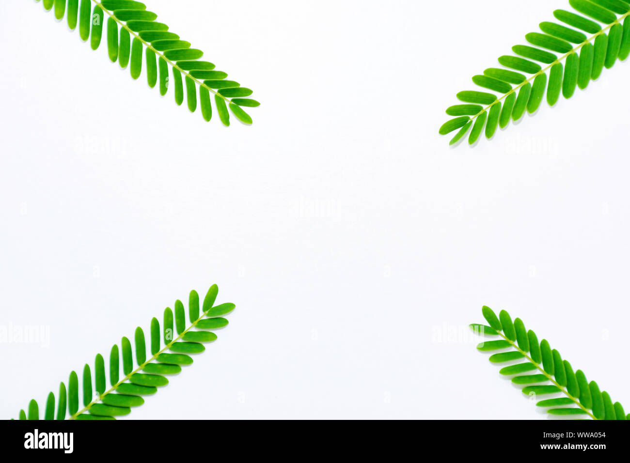 Tree leaves with blank space and forming figures Stock Photo - Alamy