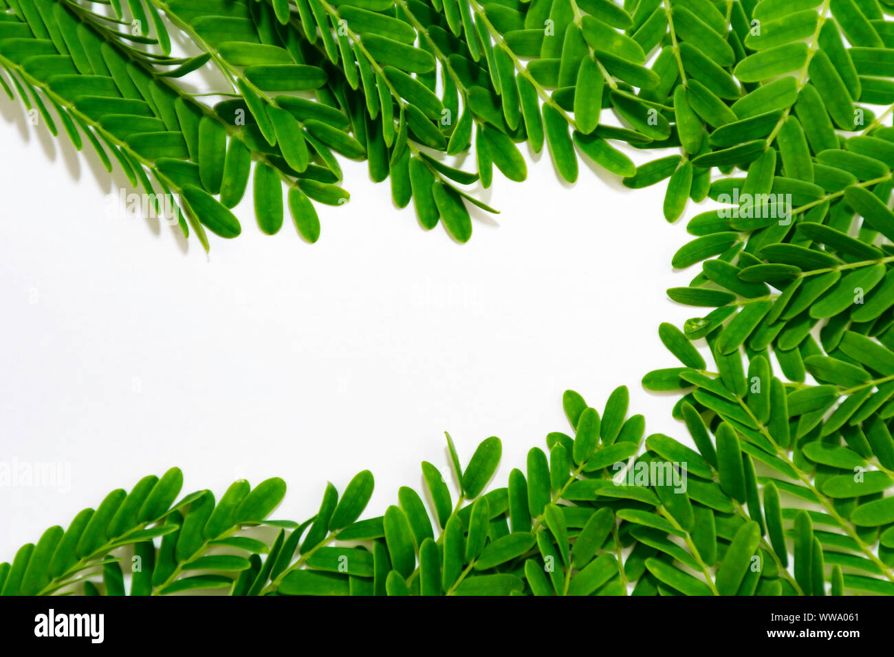 Tree leaves with blank space and forming figures Stock Photo - Alamy