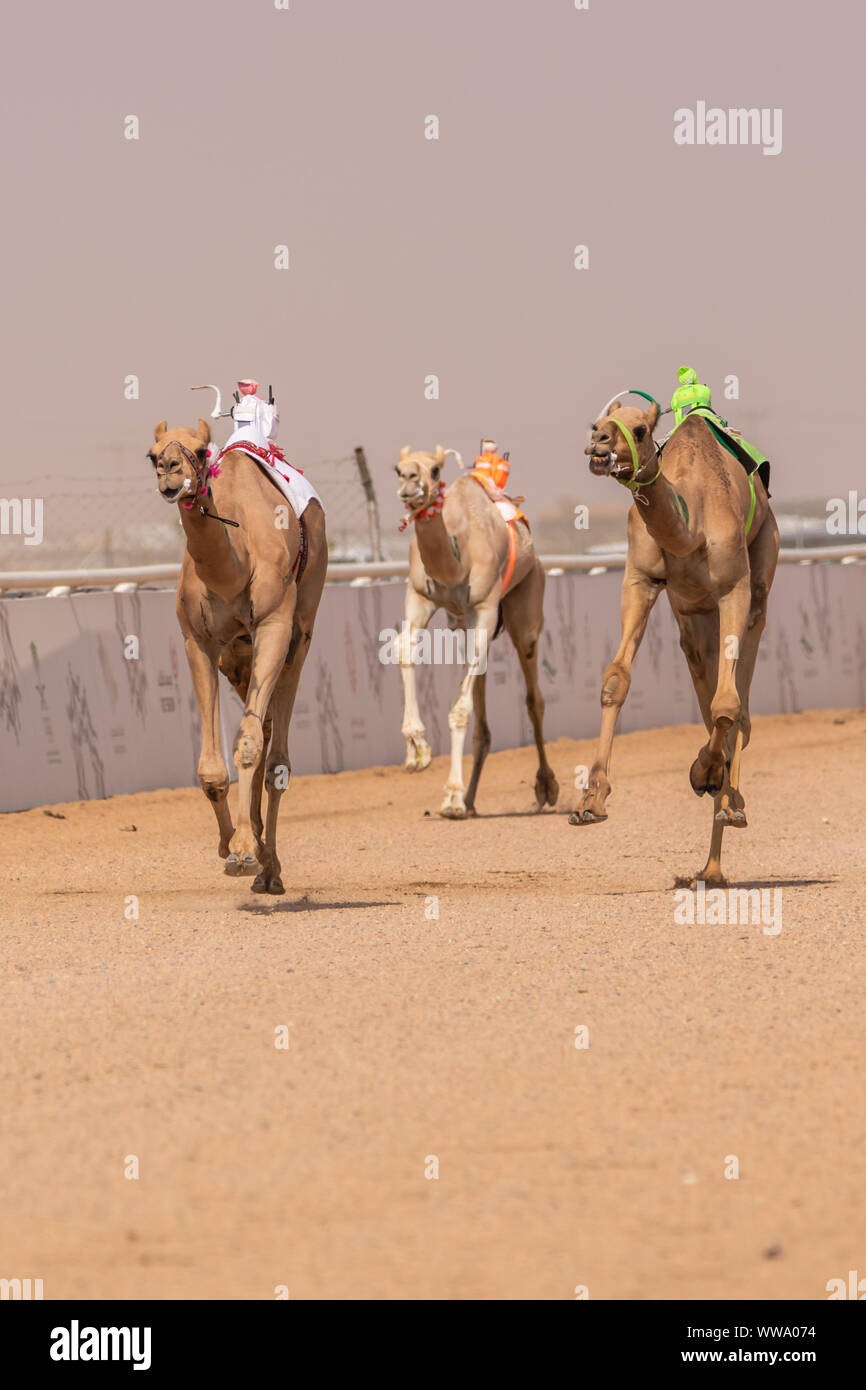 Camel Racing in Taif, Saudi Arabia Stock Photo - Alamy