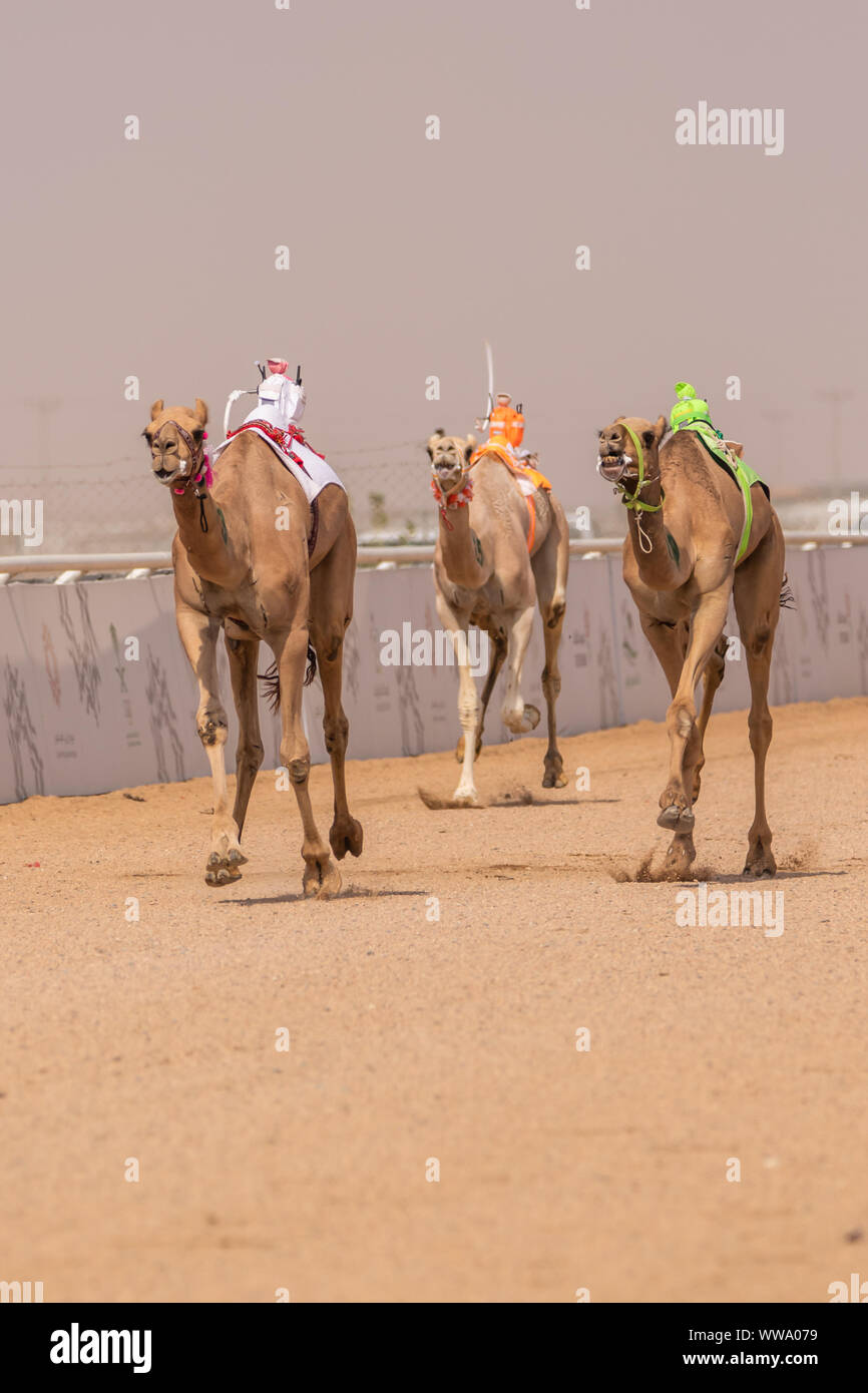 Camel Racing in Taif, Saudi Arabia Stock Photo - Alamy