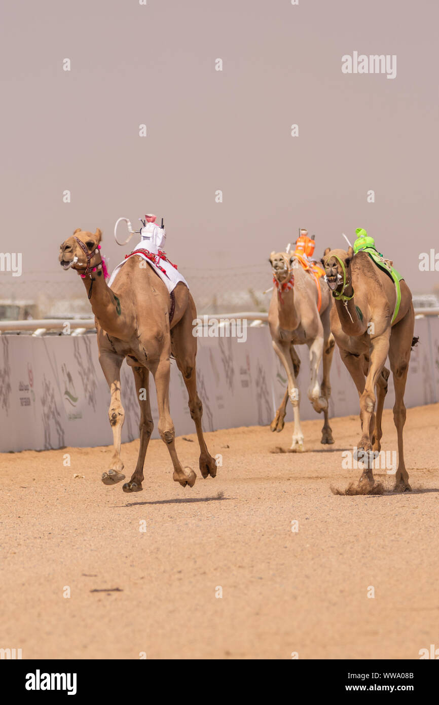 Camel Racing in Taif, Saudi Arabia Stock Photo - Alamy