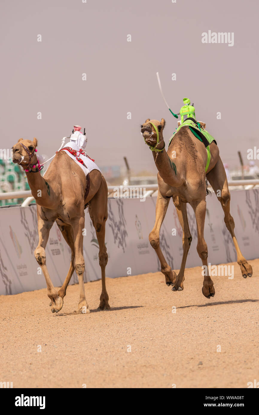 Camel Racing in Taif, Saudi Arabia Stock Photo - Alamy
