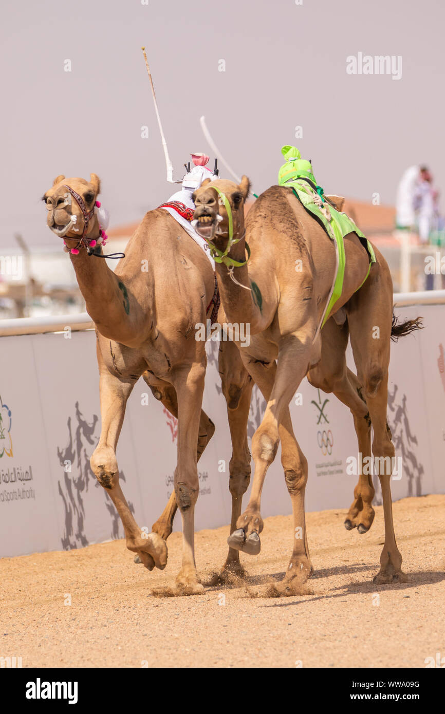 Camel Racing in Taif, Saudi Arabia Stock Photo - Alamy