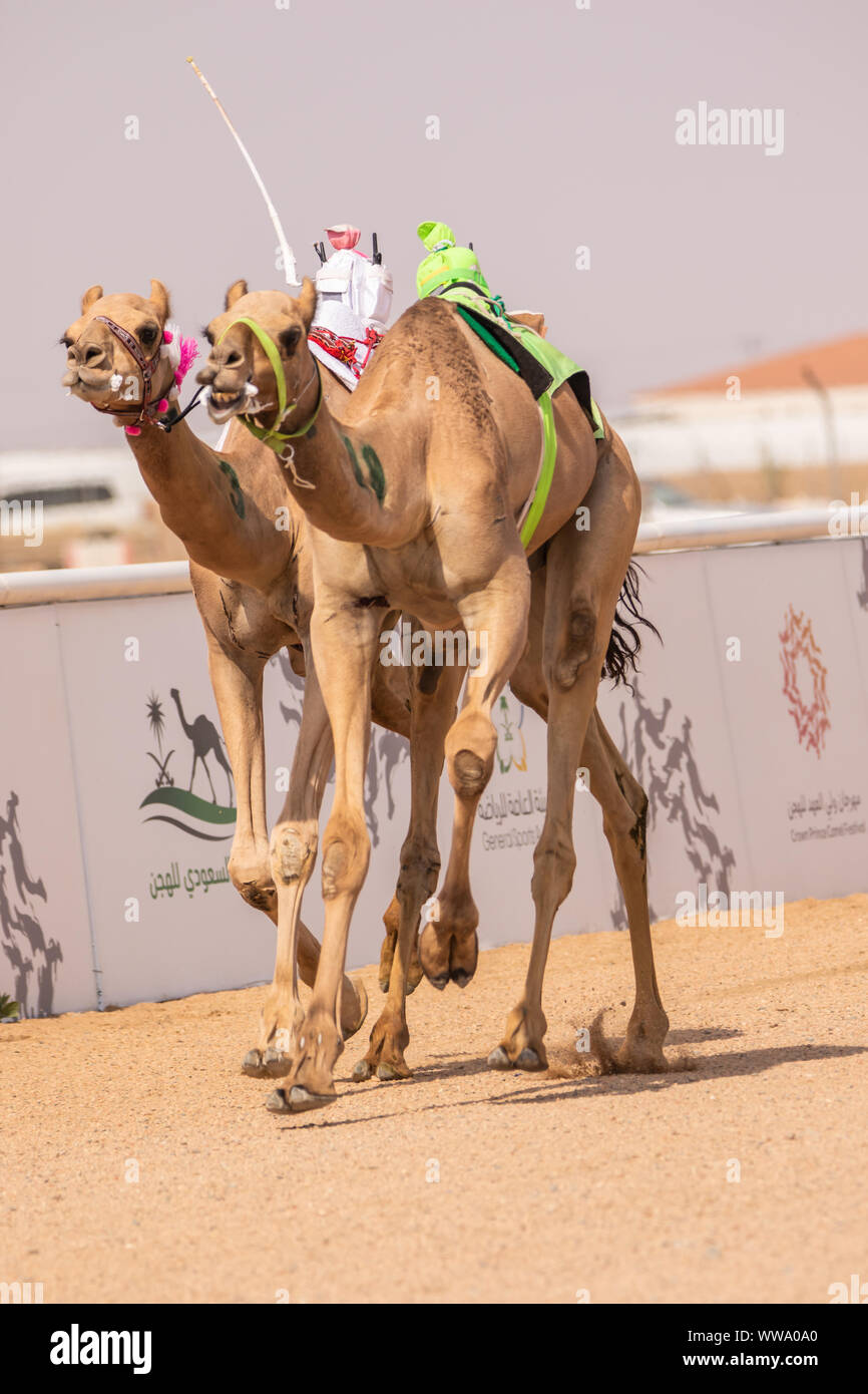 Camel Racing in Taif, Saudi Arabia Stock Photo - Alamy