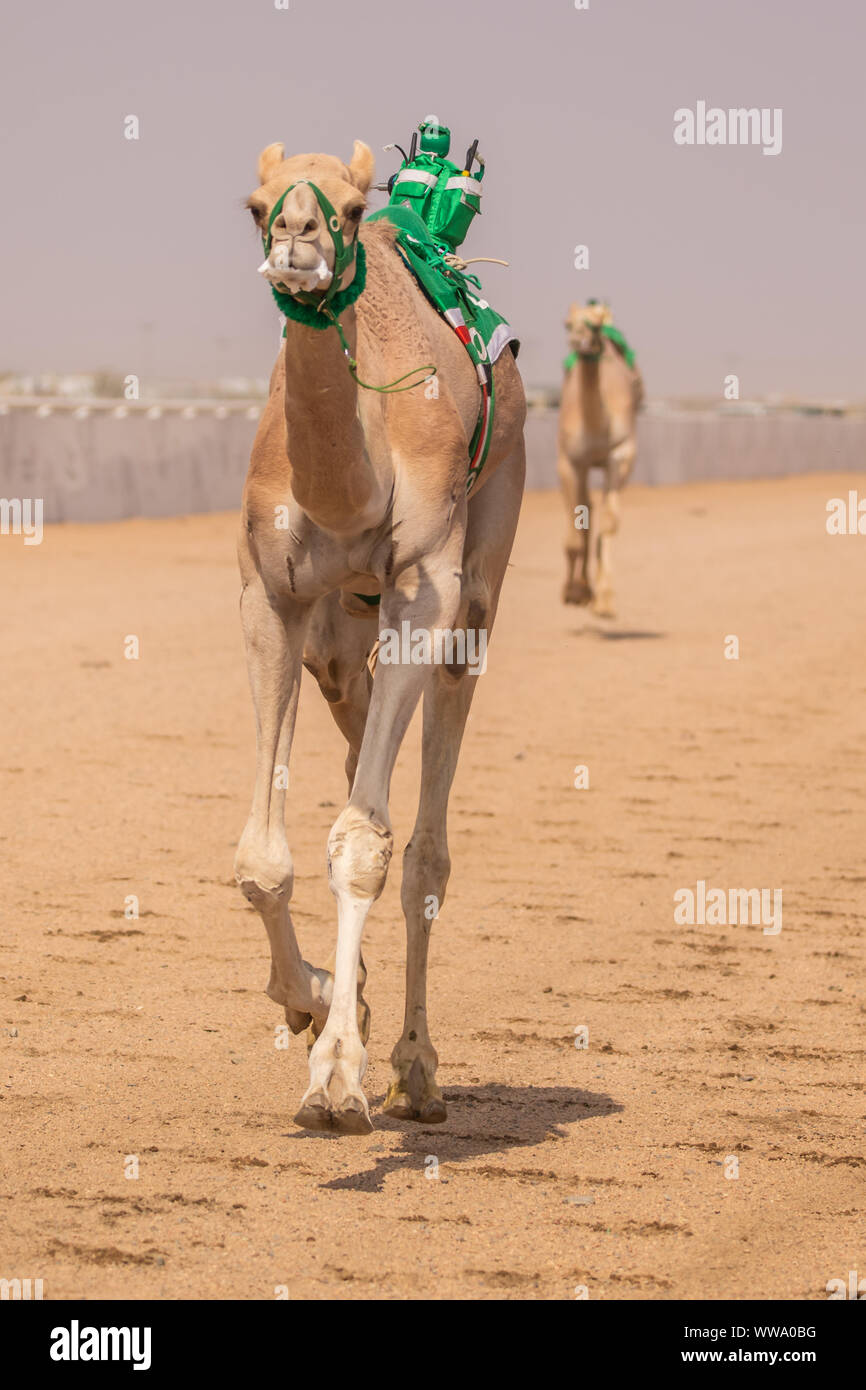 Camel Racing in Taif, Saudi Arabia Stock Photo - Alamy