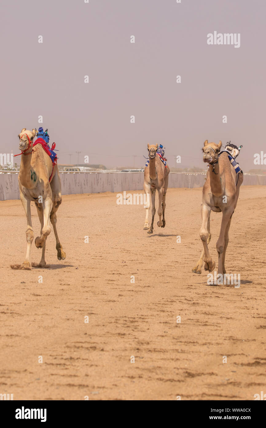 Camel Racing in Taif, Saudi Arabia Stock Photo - Alamy