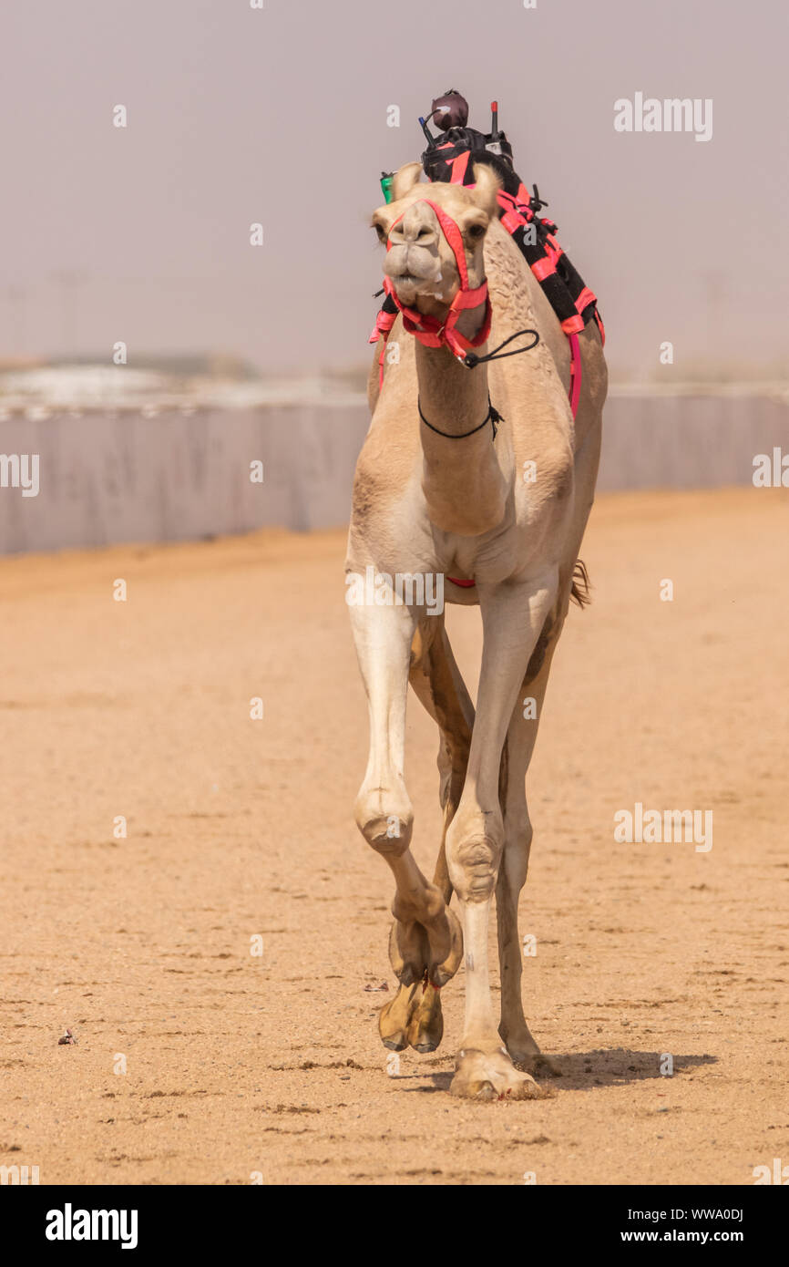 Camel Racing in Taif, Saudi Arabia Stock Photo - Alamy