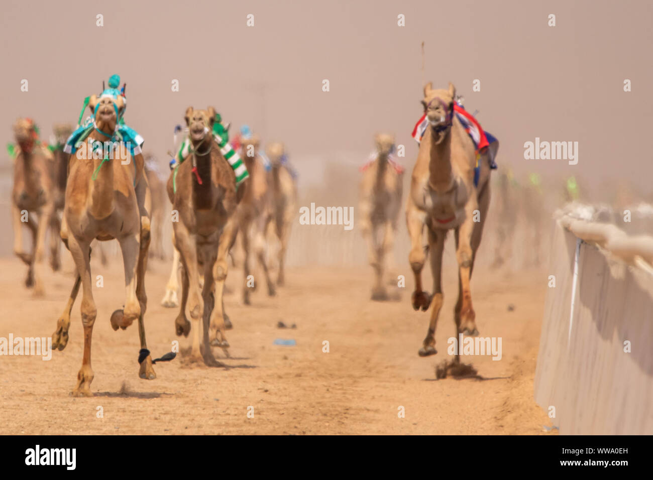 Camel Racing in Taif, Saudi Arabia Stock Photo - Alamy