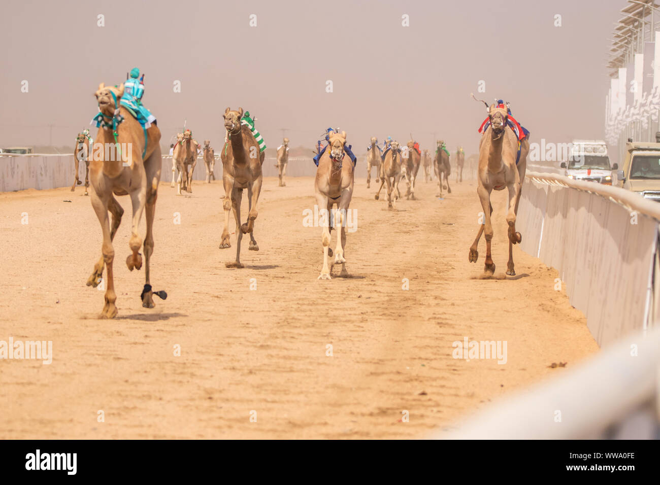 Camel Racing in Taif, Saudi Arabia Stock Photo - Alamy