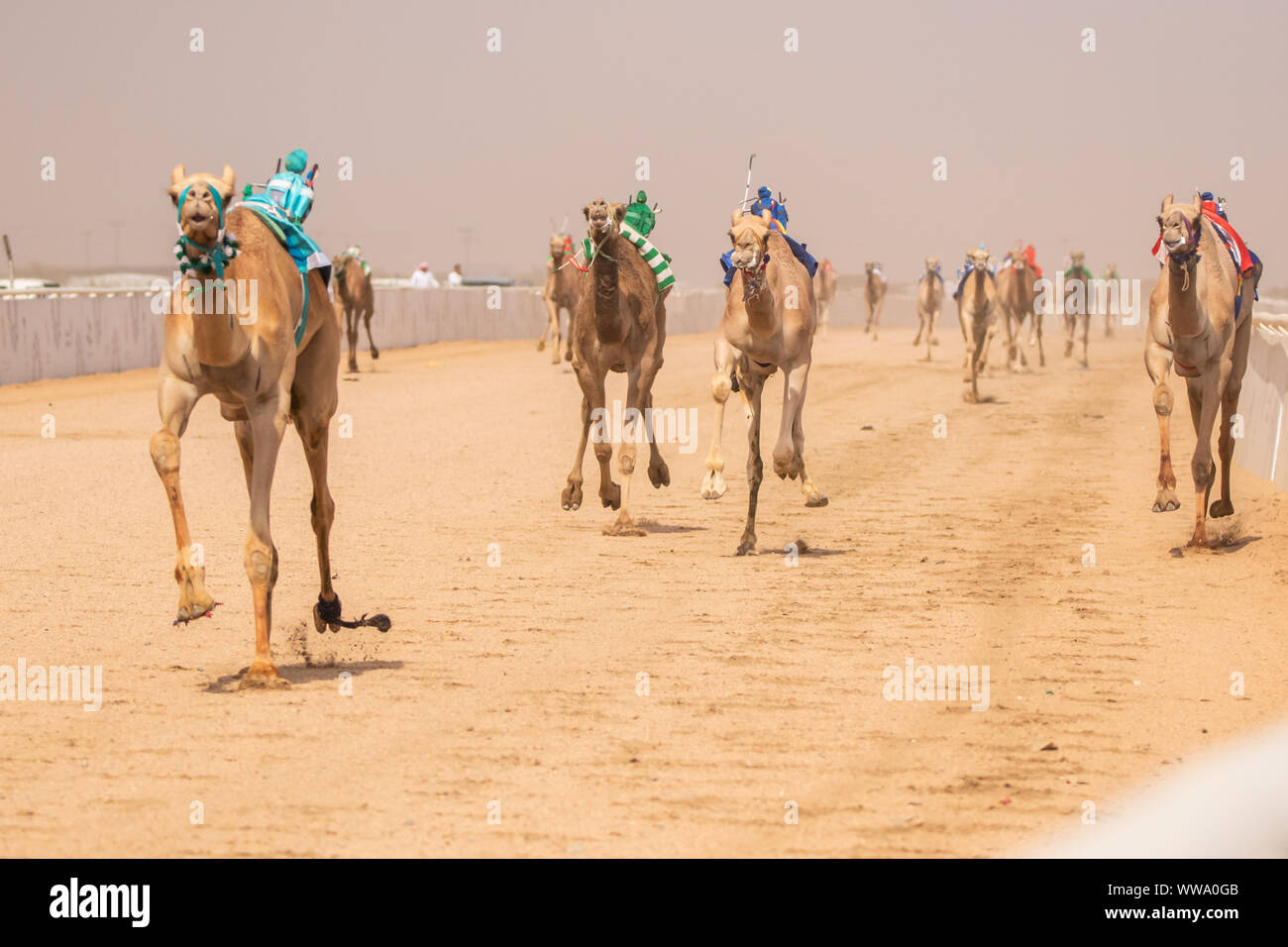 Camel Racing in Taif, Saudi Arabia Stock Photo - Alamy