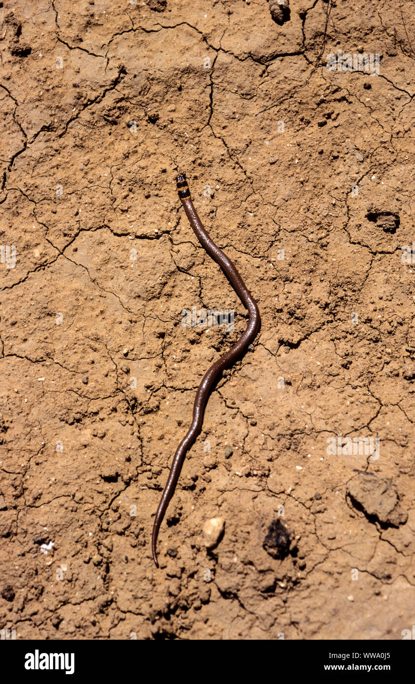 Dwarf snake hi-res stock photography and images - Alamy