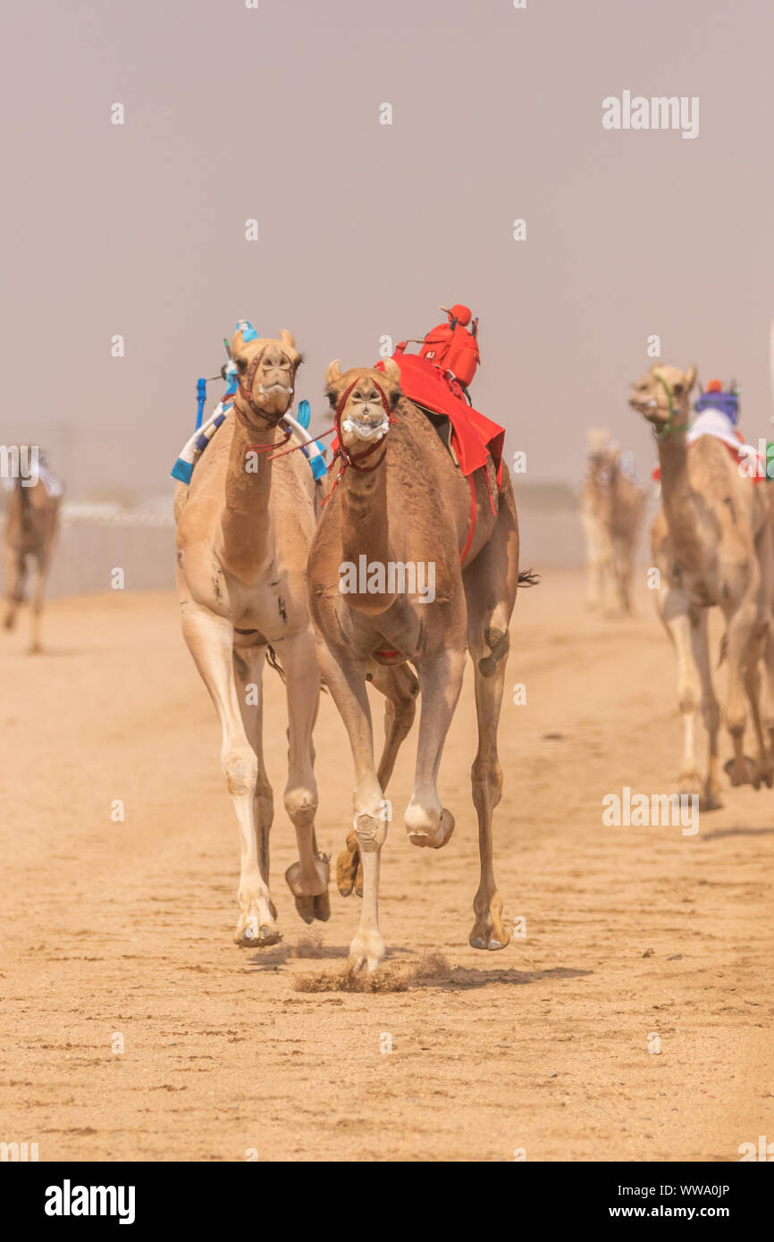 Camel Racing in Taif, Saudi Arabia Stock Photo - Alamy