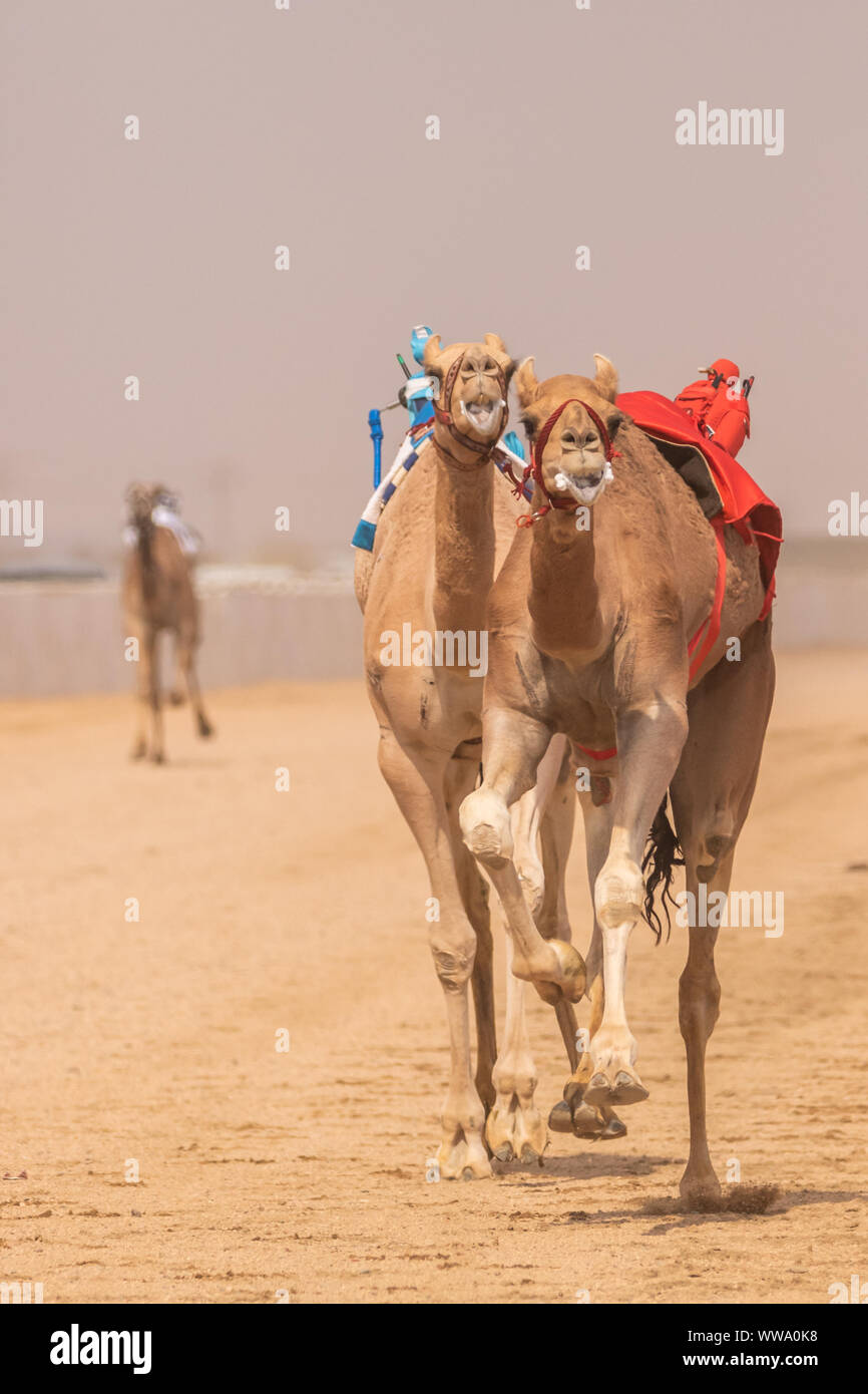 Camel Racing in Taif, Saudi Arabia Stock Photo - Alamy