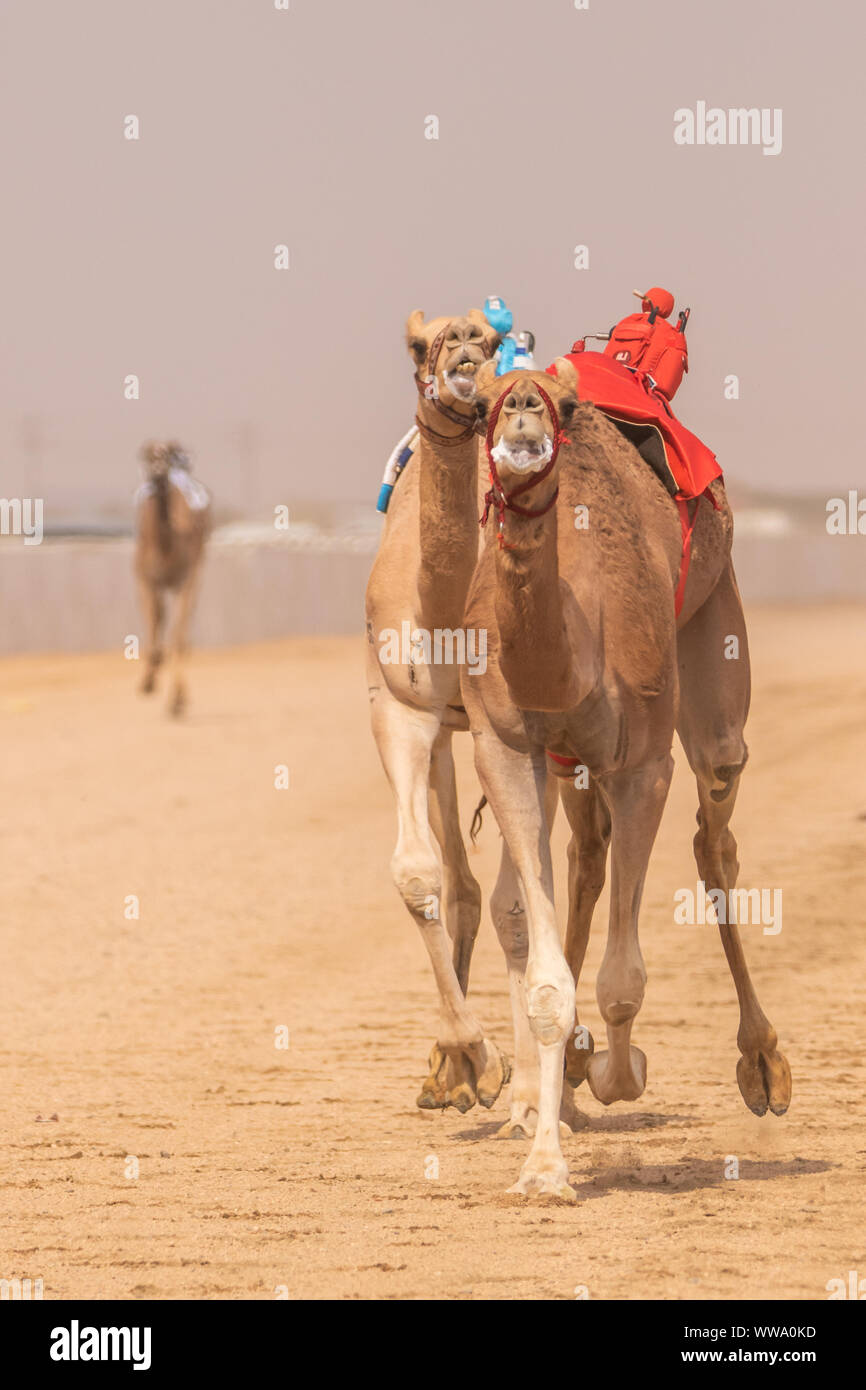 Camel Racing in Taif, Saudi Arabia Stock Photo - Alamy