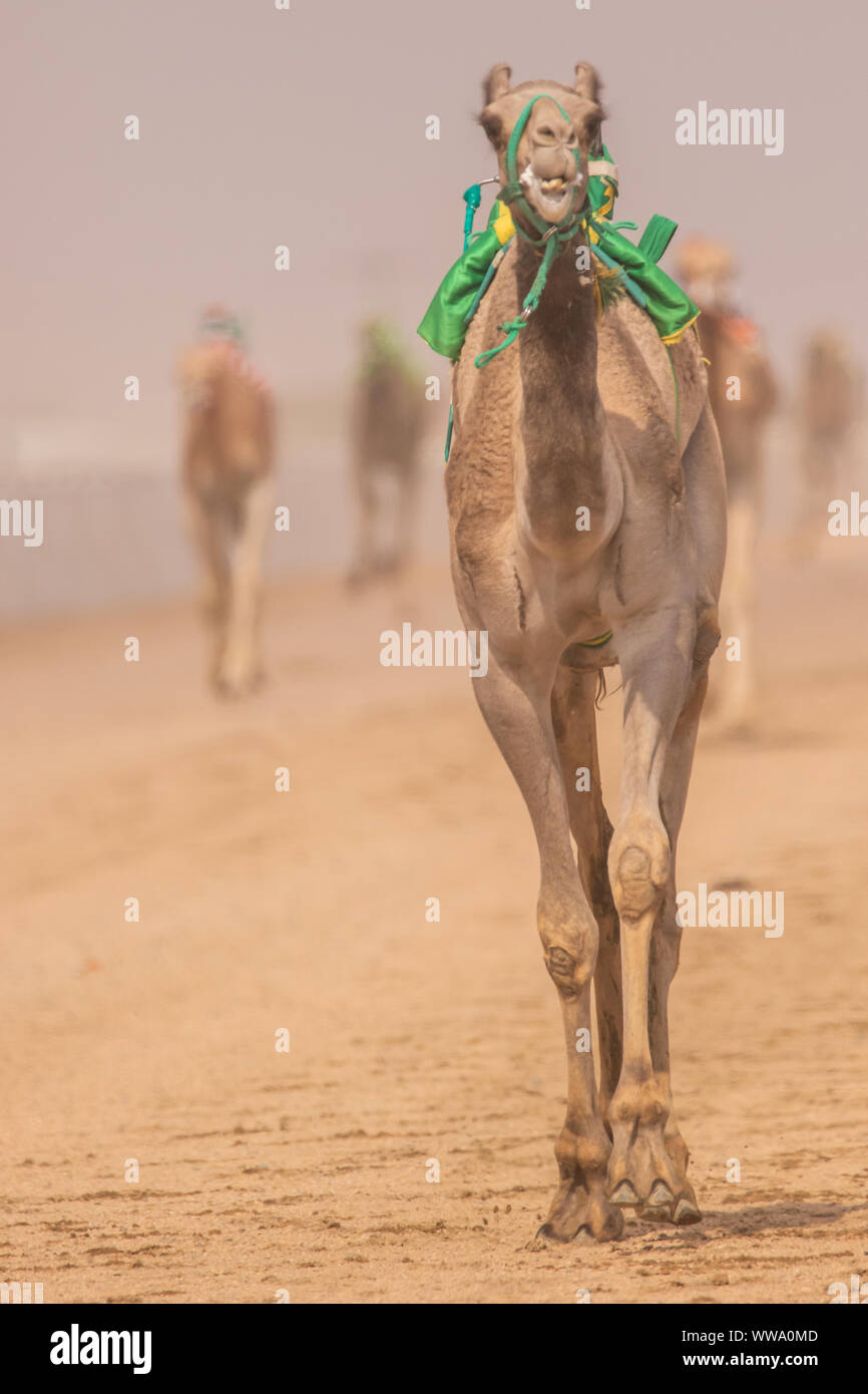 Camel Racing in Taif, Saudi Arabia Stock Photo - Alamy