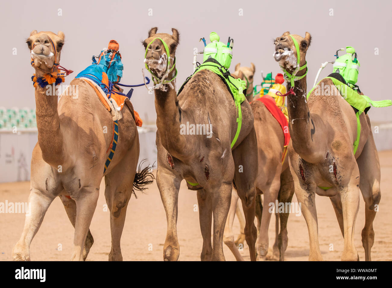 Camel Racing in Taif, Saudi Arabia Stock Photo - Alamy