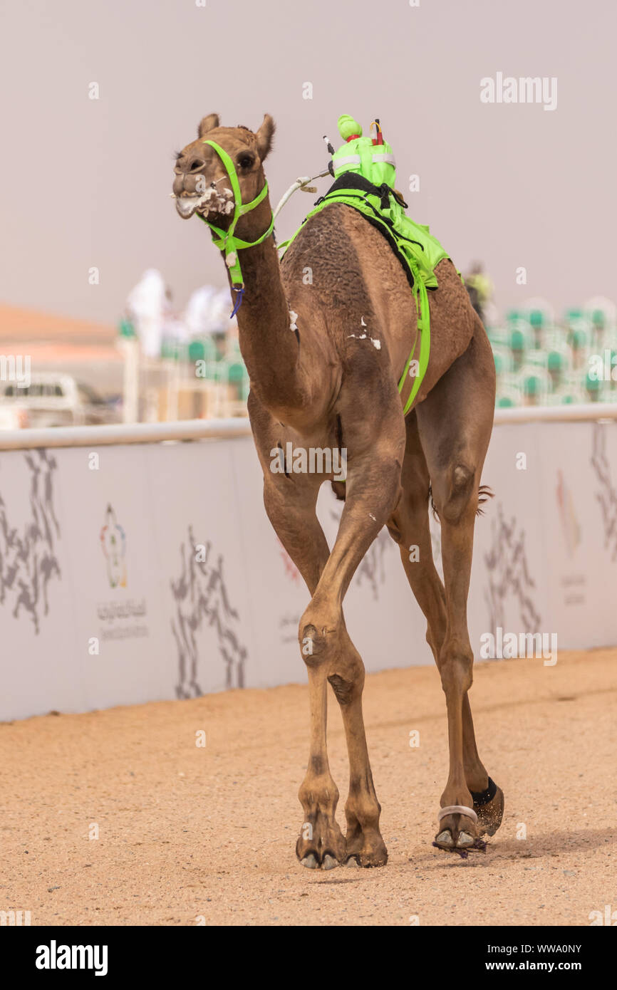 Camel Racing in Taif, Saudi Arabia Stock Photo - Alamy