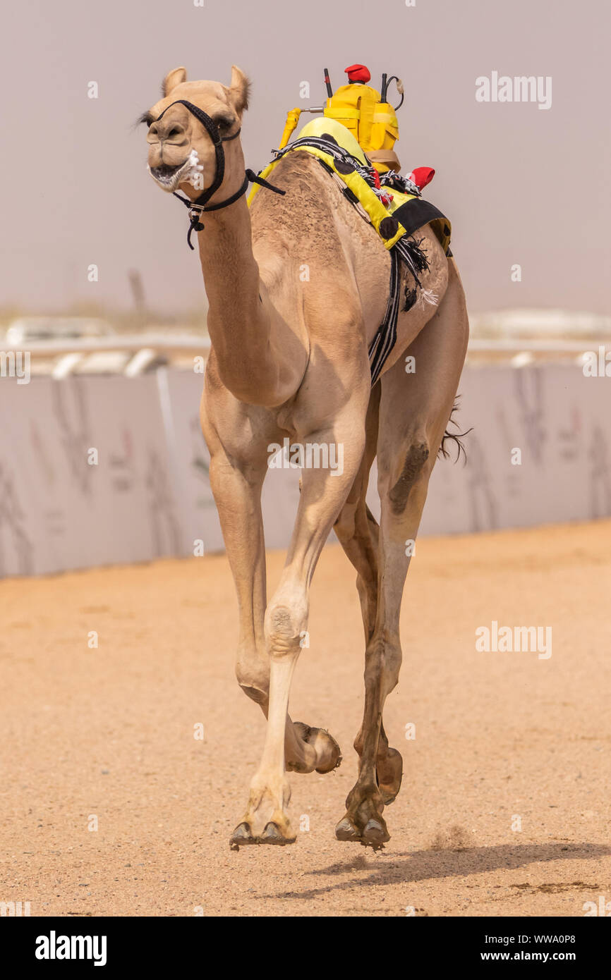 Camel Racing in Taif, Saudi Arabia Stock Photo - Alamy
