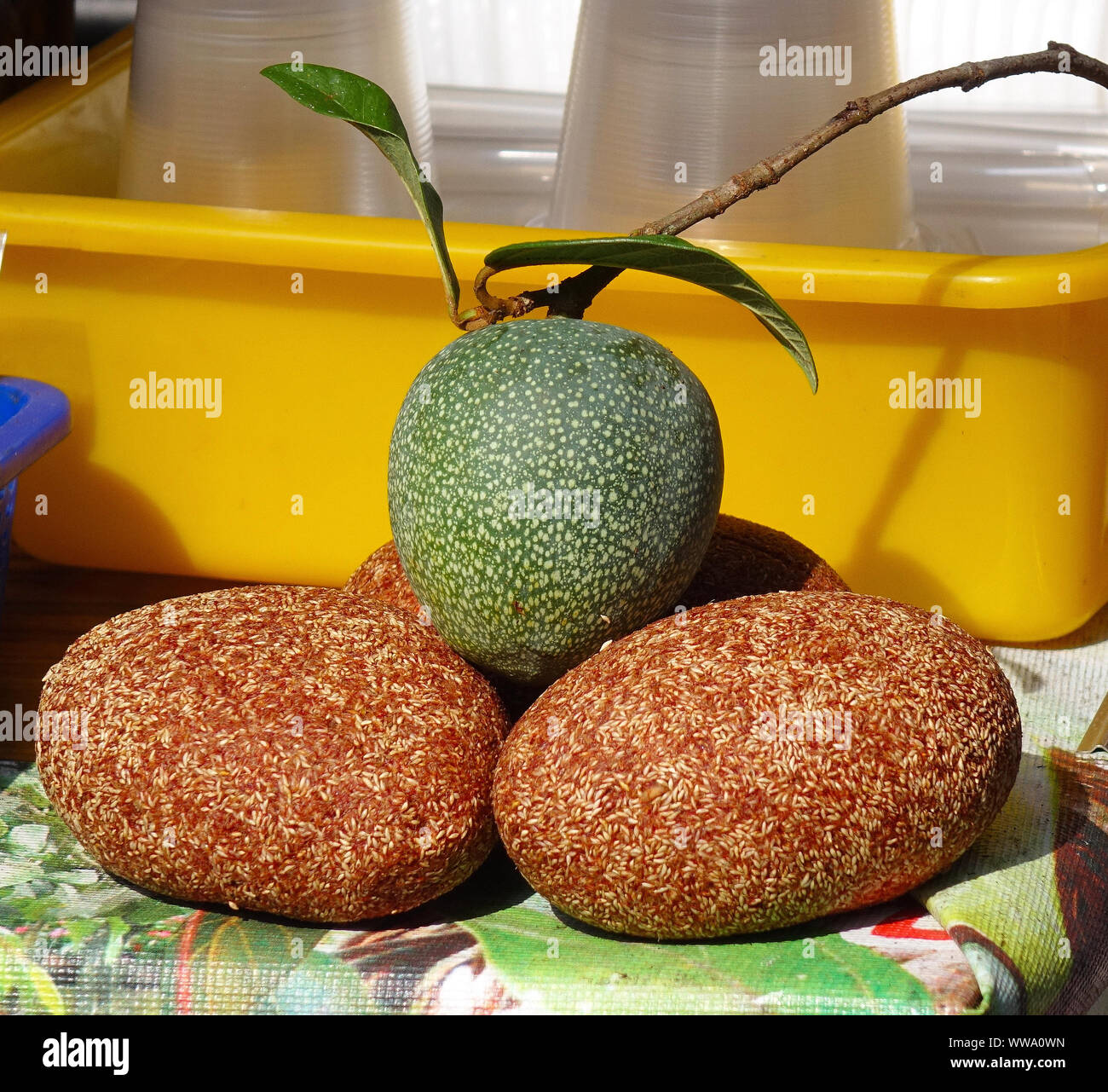 The fruit from which Aiyu jelly, a popular Chinese snack, is made Stock ...