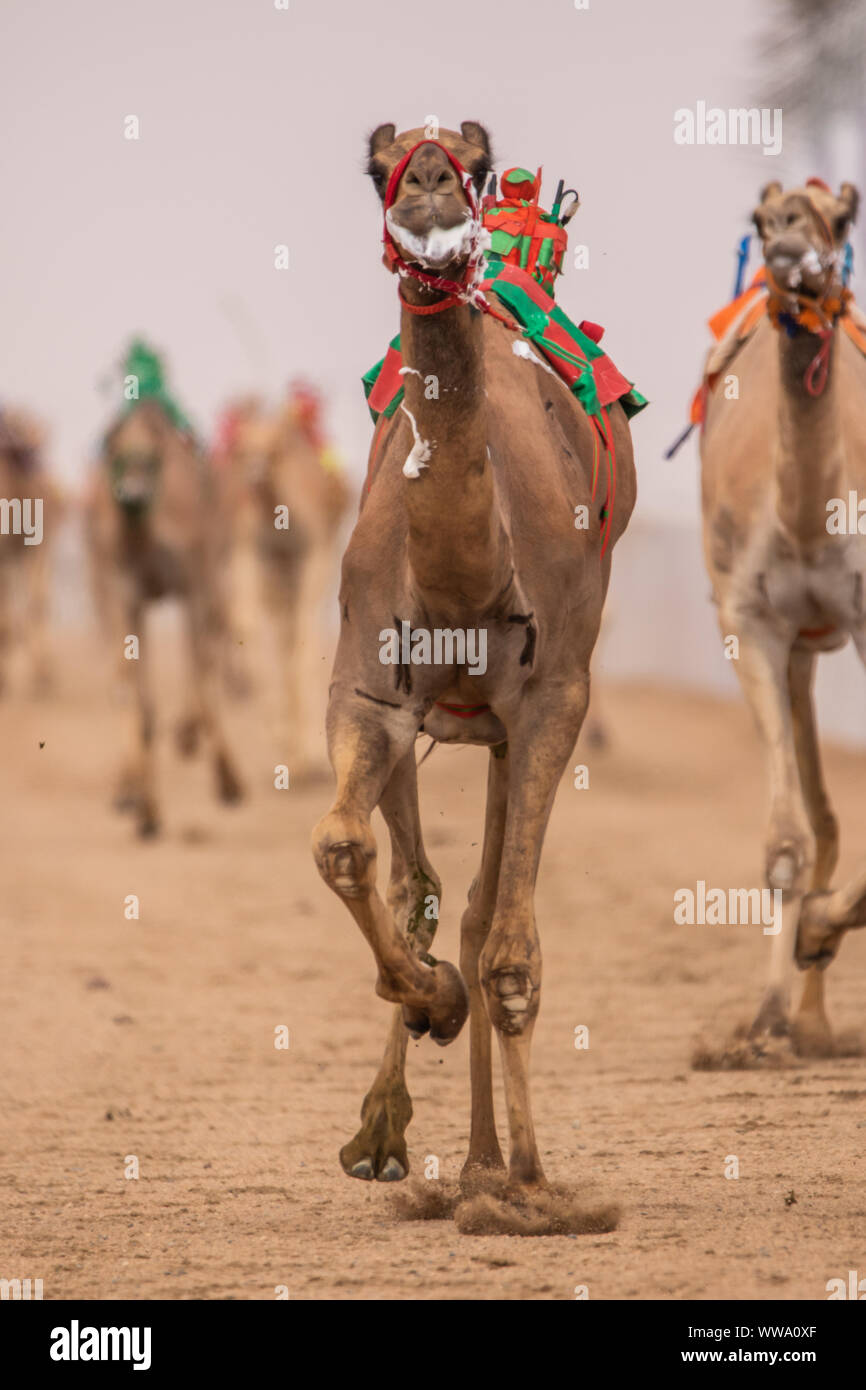 Camel Racing in Taif, Saudi Arabia Stock Photo - Alamy