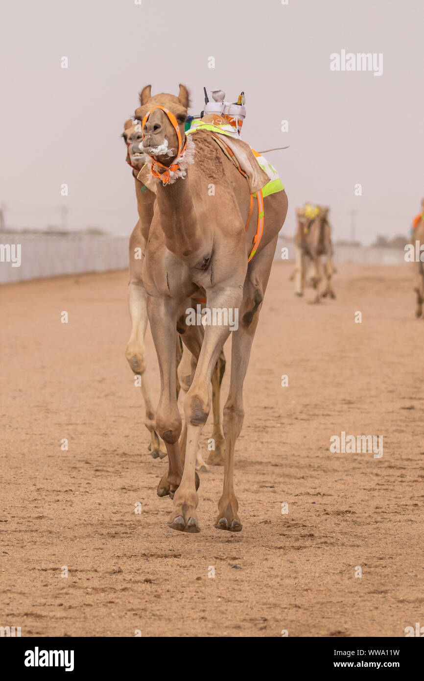 Camel Racing in Taif, Saudi Arabia Stock Photo - Alamy
