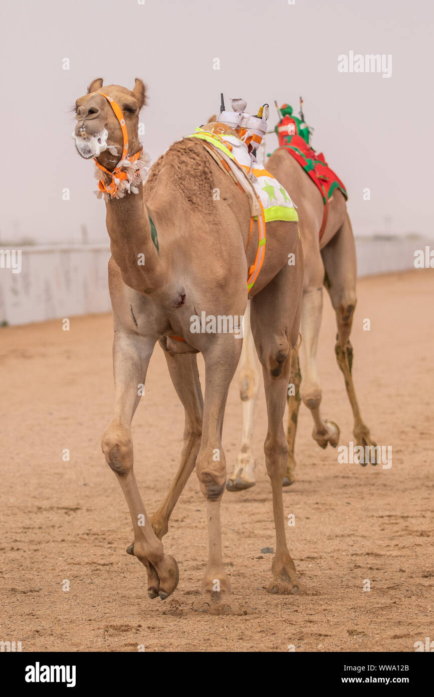 Camel Racing in Taif, Saudi Arabia Stock Photo - Alamy